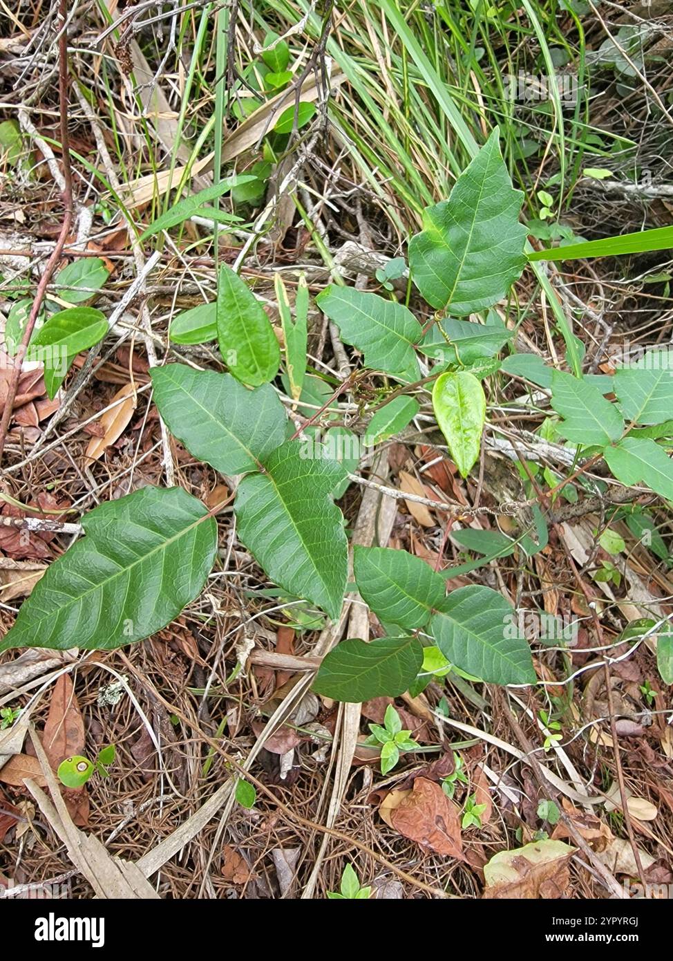 eastern poison ivy (Toxicodendron radicans Stock Photo - Alamy