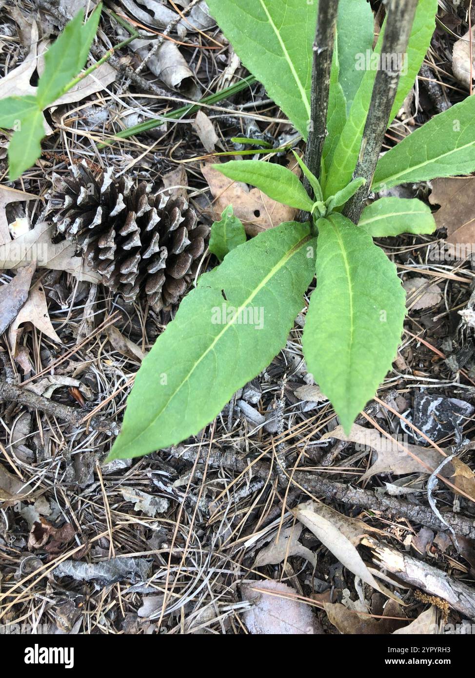 Broadleaf Ironweed (Vernonia glauca Stock Photo - Alamy