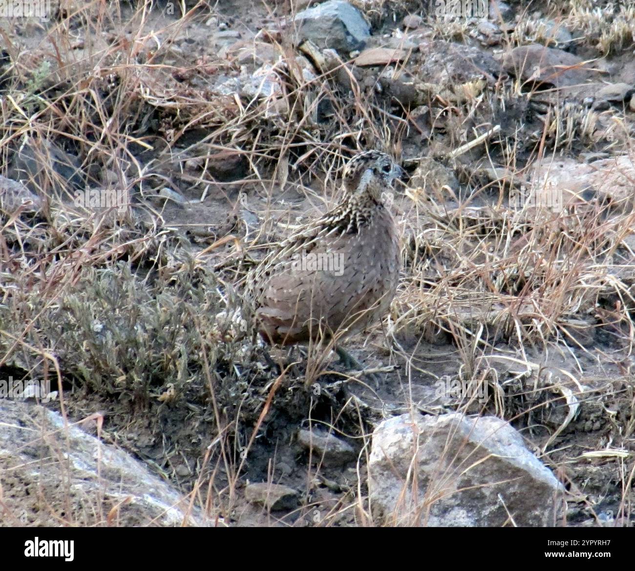 Montezuma quail hi-res stock photography and images - Alamy