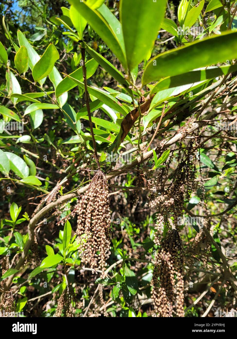 Swamp titi (Cyrilla racemiflora Stock Photo - Alamy