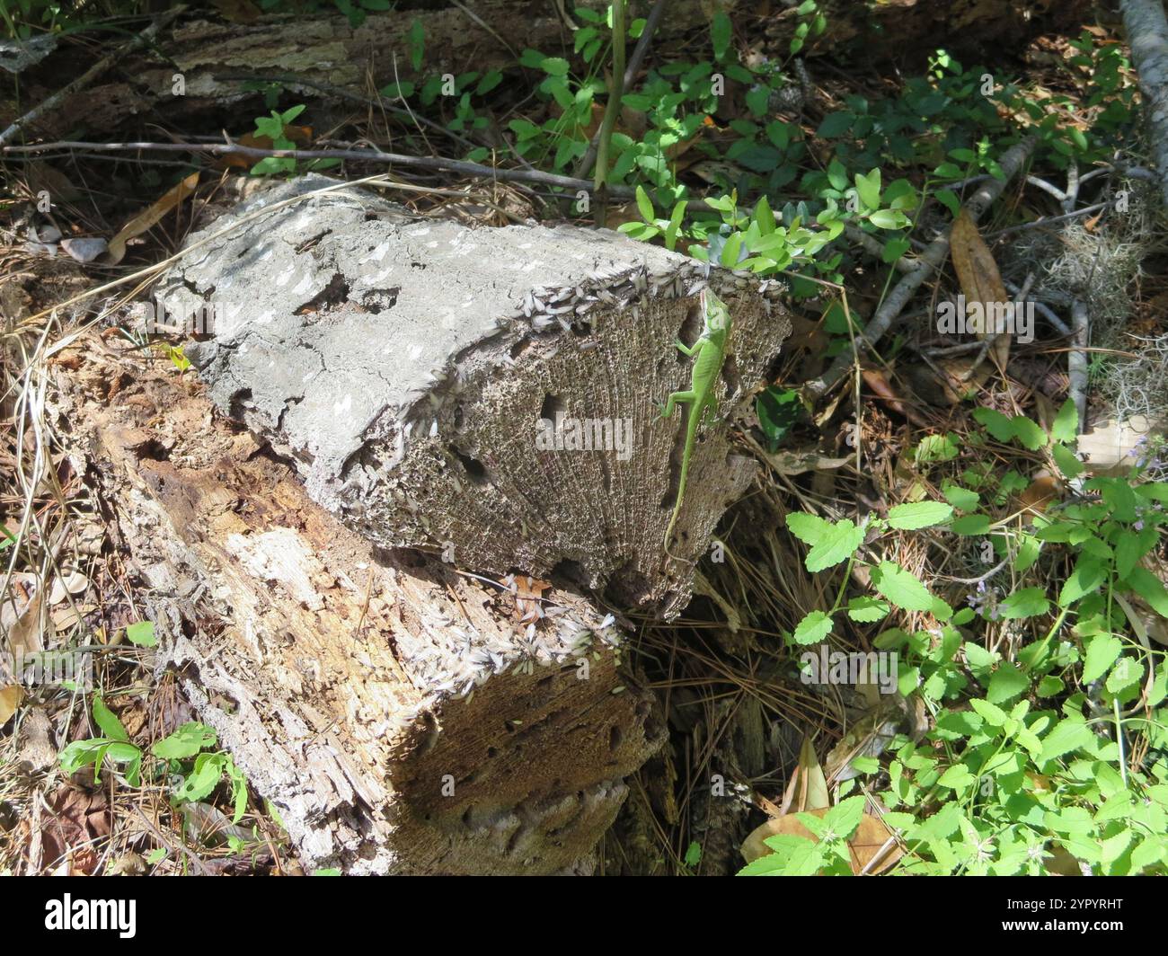 Eastern Subterranean Termite (Reticulitermes flavipes Stock Photo - Alamy