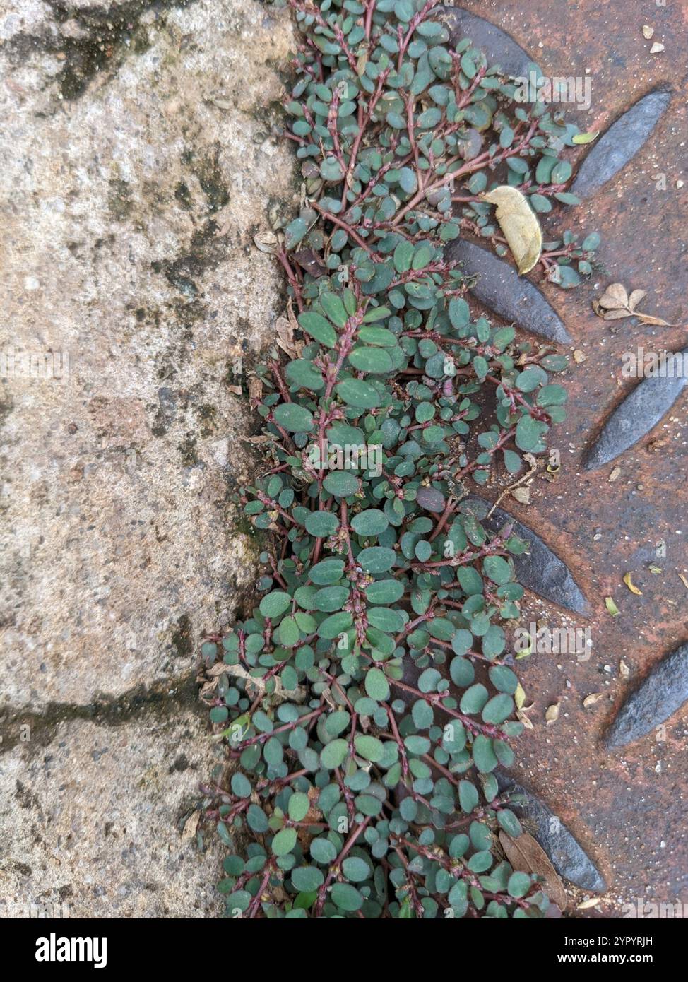 prostrate sandmat (Euphorbia prostrata Stock Photo - Alamy