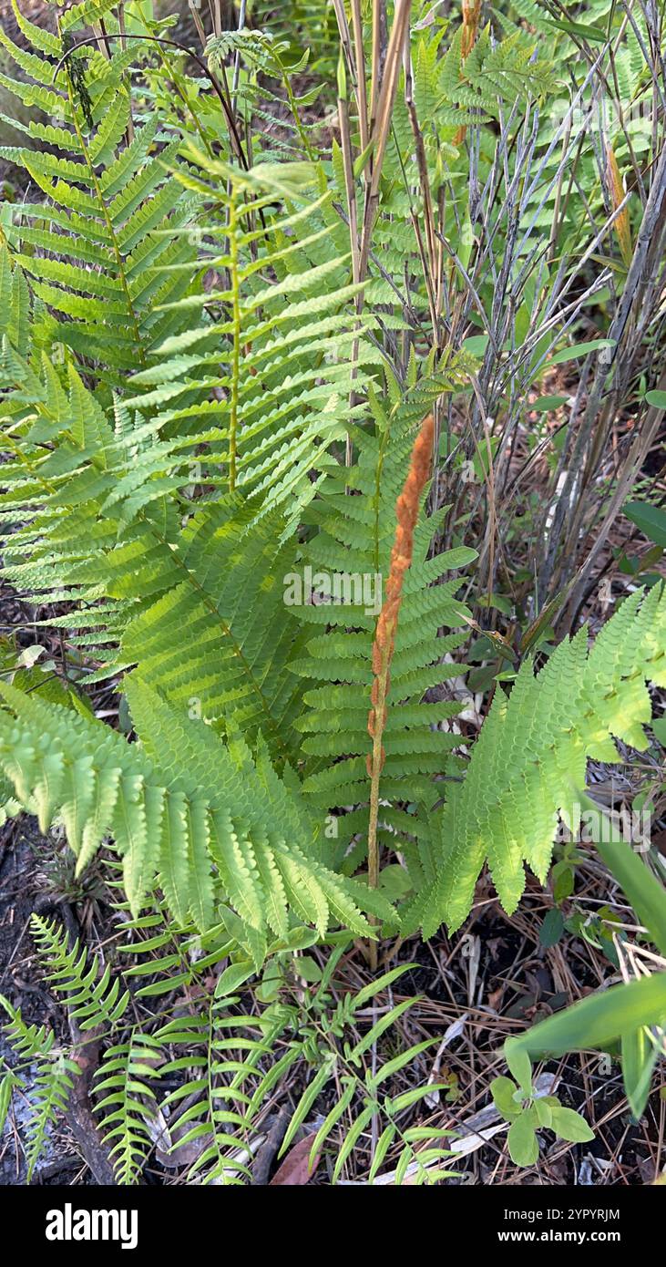 cinnamon fern (Osmundastrum cinnamomeum Stock Photo - Alamy
