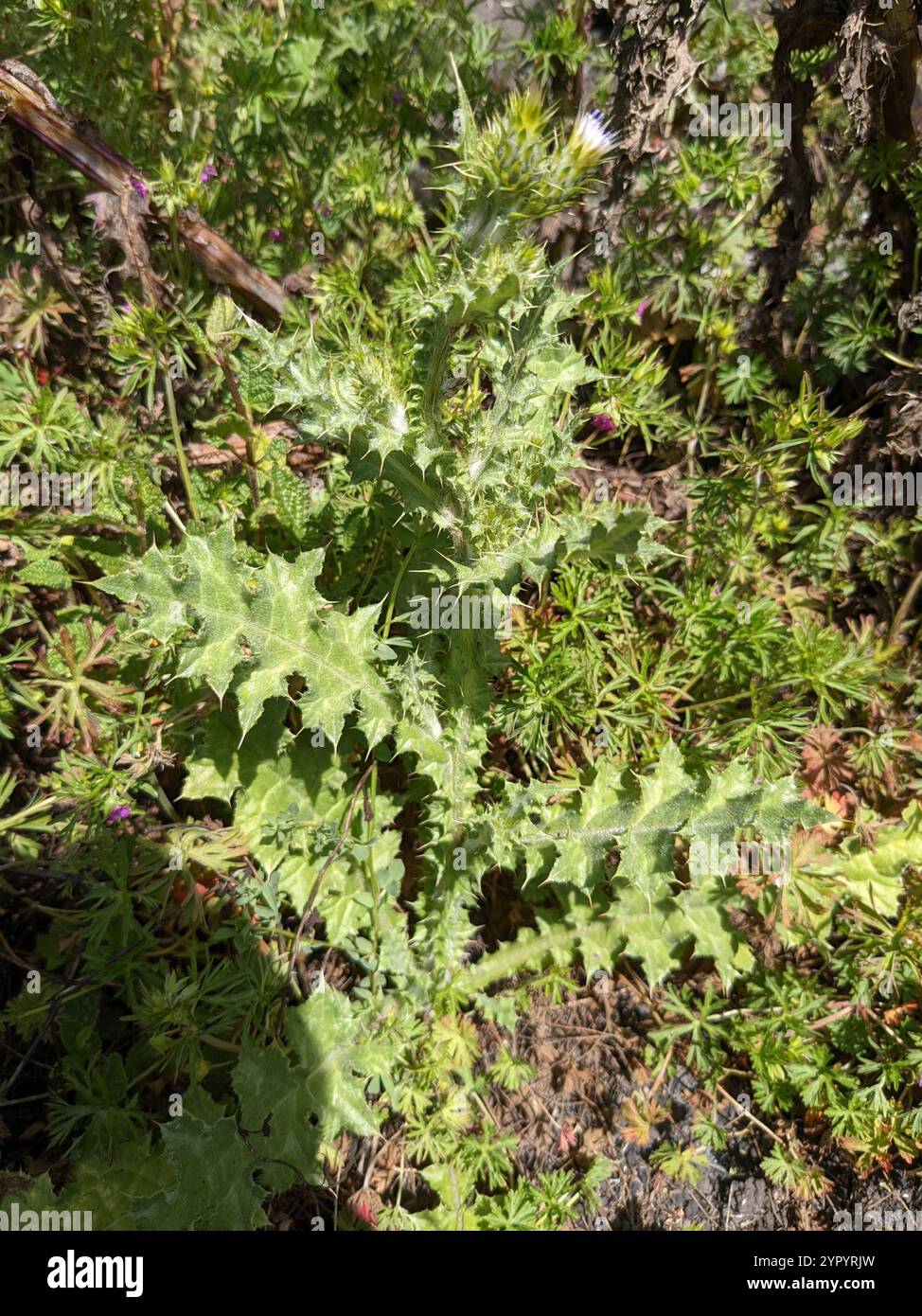 Slender Thistle (Carduus tenuiflorus Stock Photo - Alamy