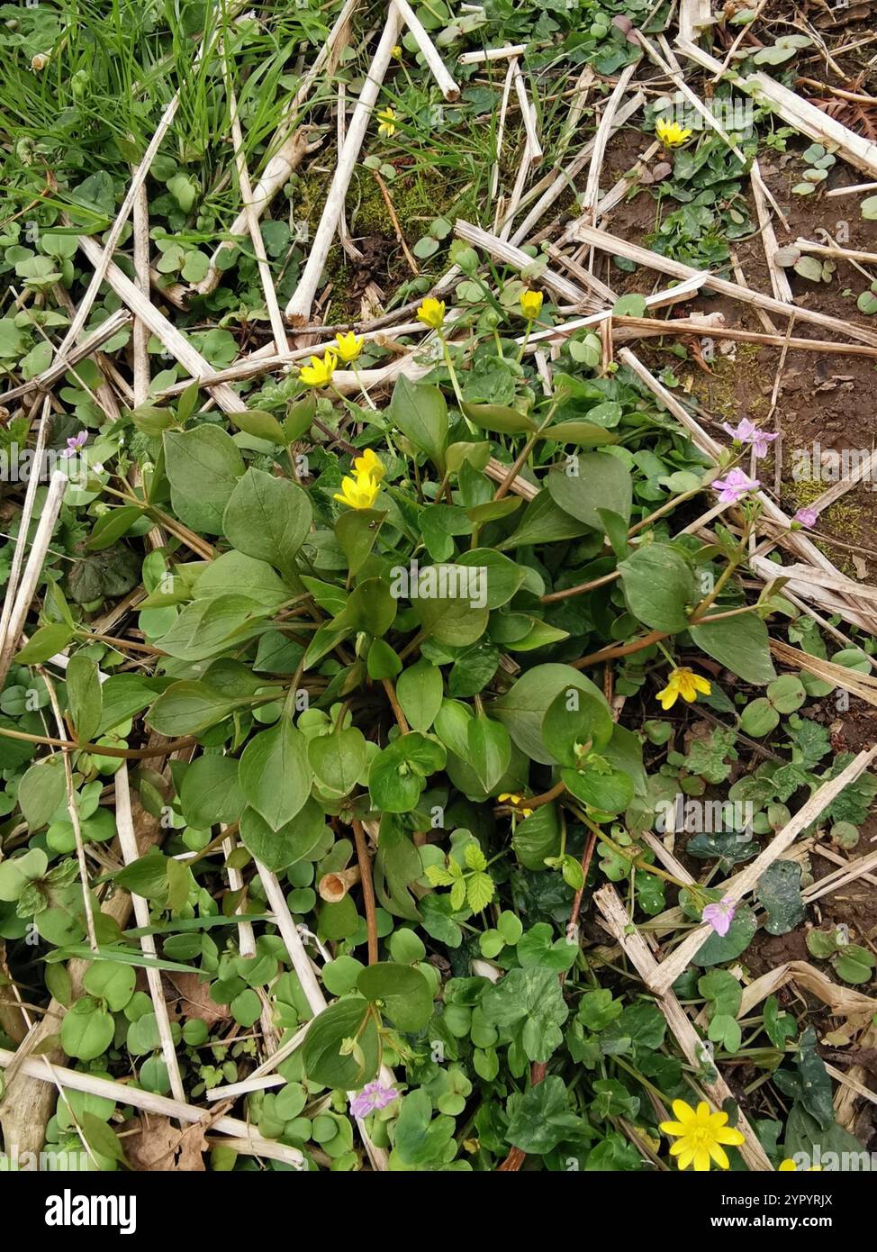 Candy Flower (Claytonia sibirica Stock Photo - Alamy