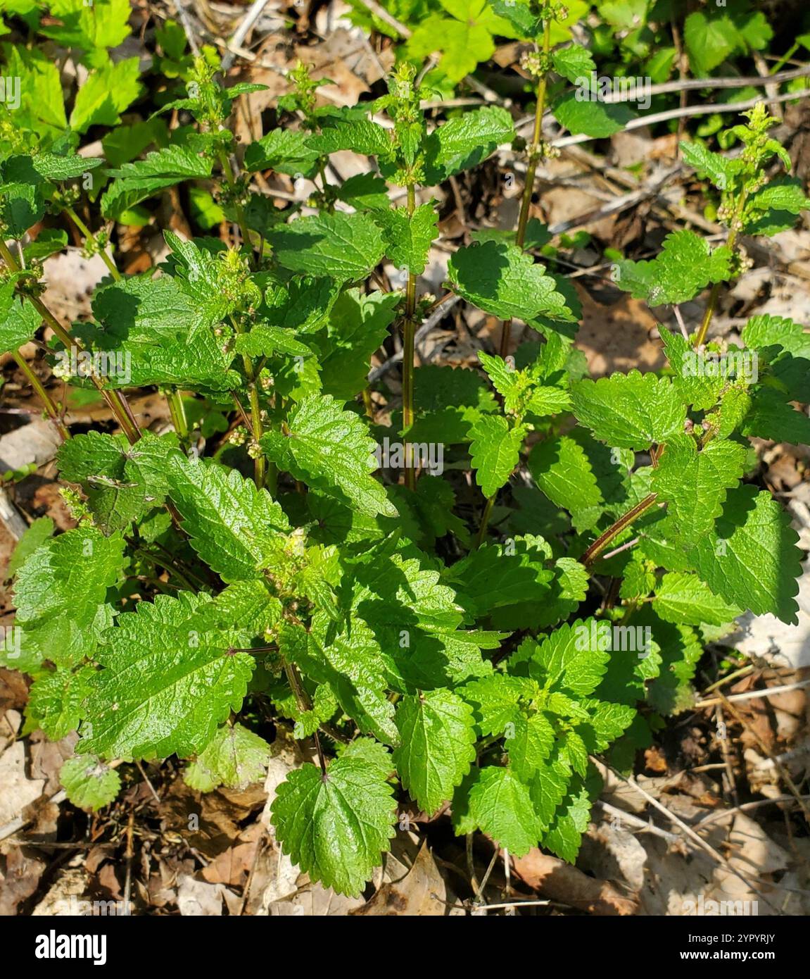 heartleaf nettle (Urtica chamaedryoides Stock Photo - Alamy