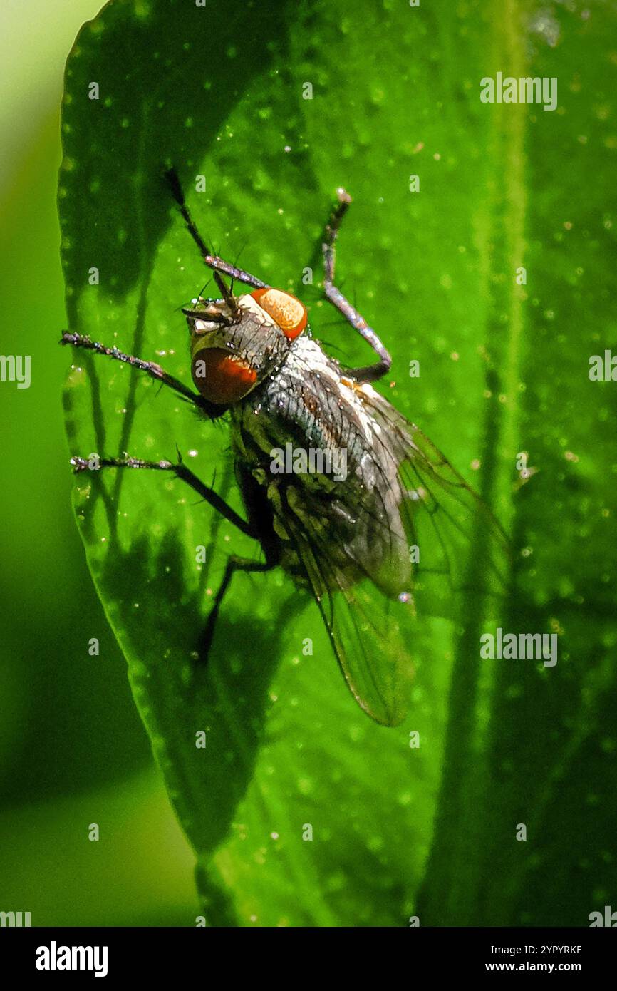 Common Flesh Flies (Sarcophaga Stock Photo - Alamy