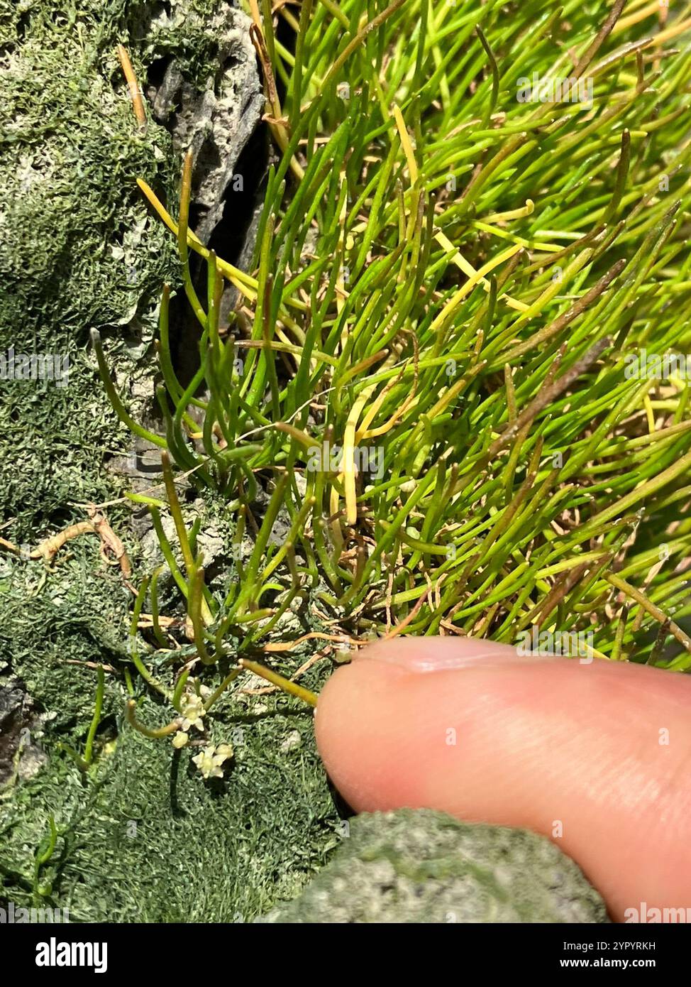 western grasswort (Lilaeopsis occidentalis Stock Photo - Alamy