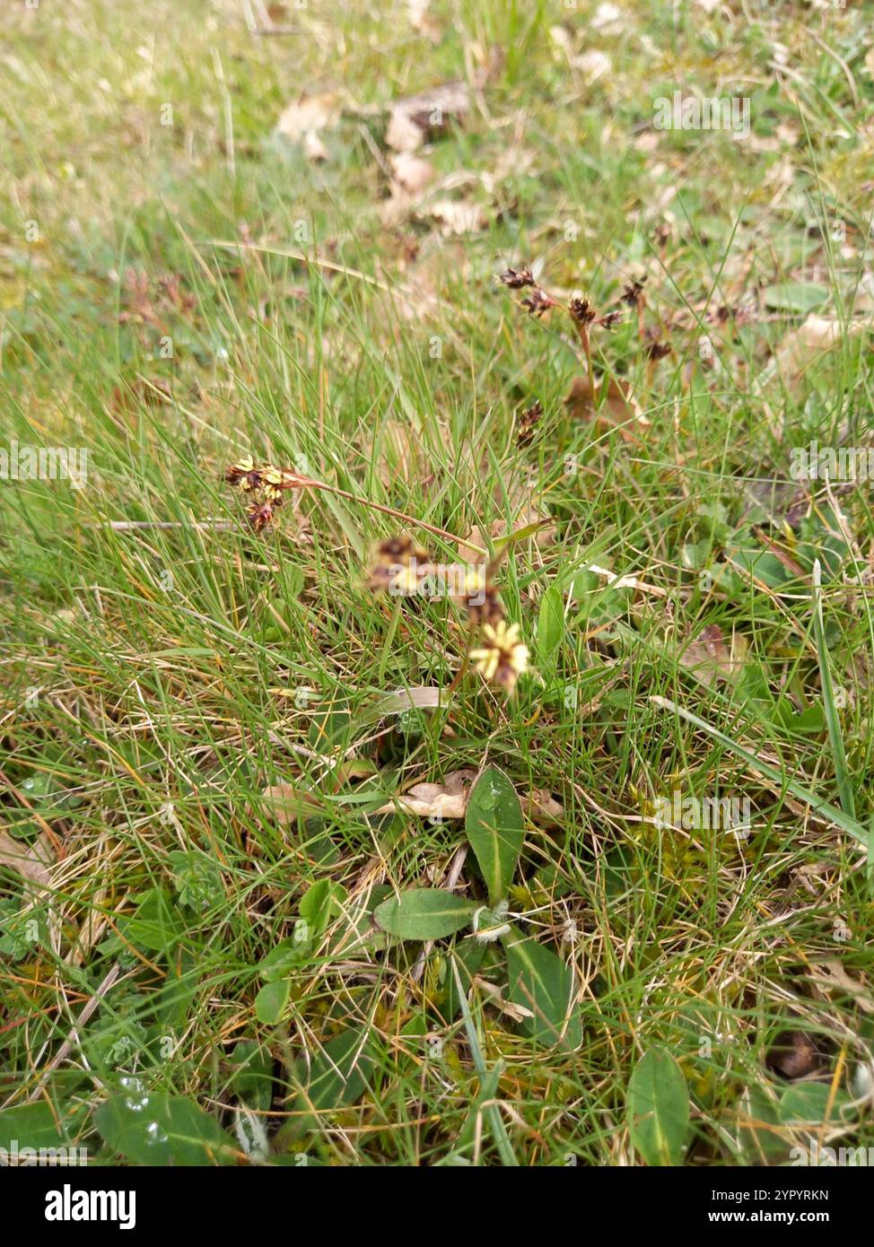 Field woodrush (Luzula campestris Stock Photo - Alamy
