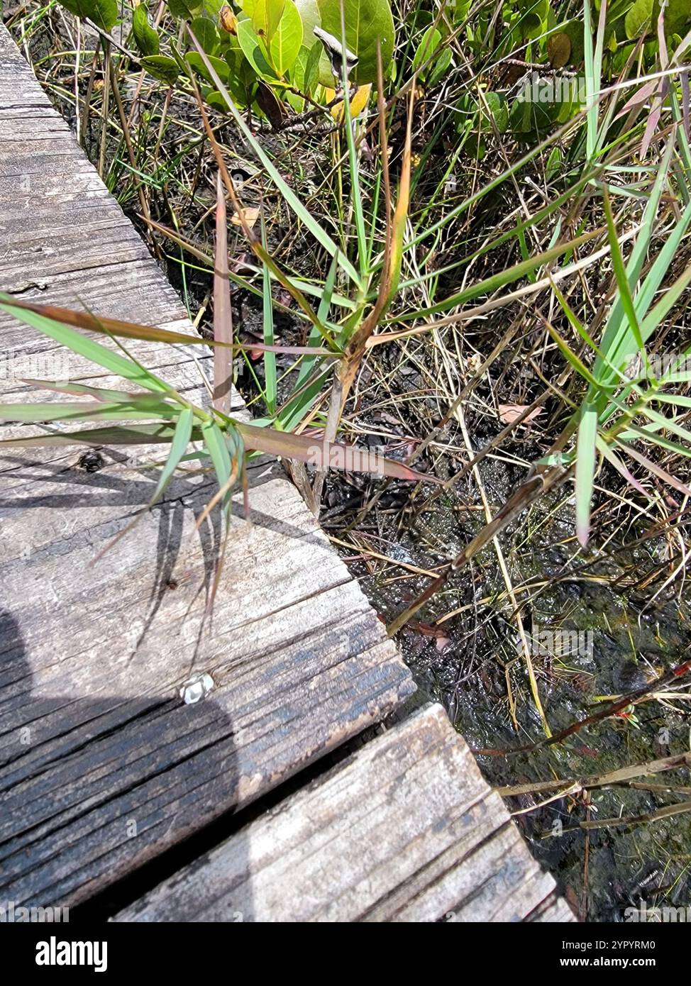 bristlegrasses, bluestems, paspalums, and allies (Panicoideae Stock ...