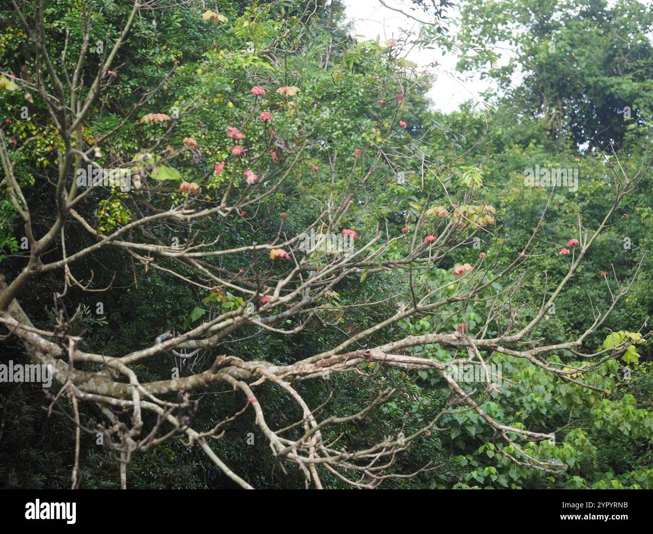 Mallotus (Mallotus japonicus Stock Photo - Alamy