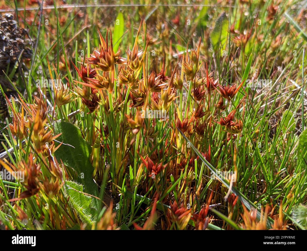 dwarf rush (Juncus capitatus Stock Photo - Alamy