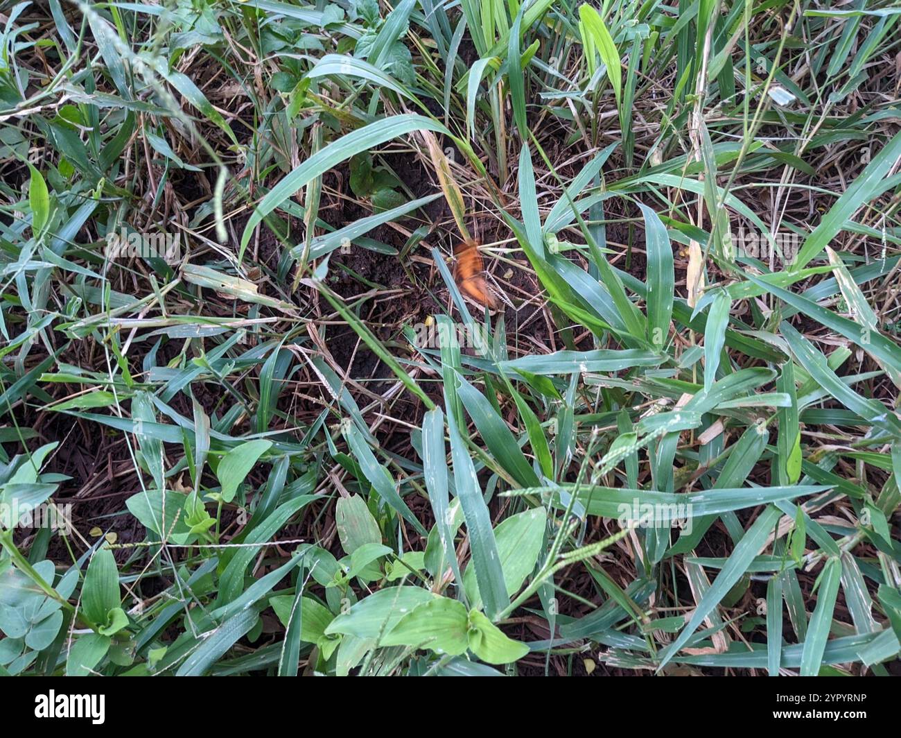 African Joker (Byblia anvatara Stock Photo - Alamy