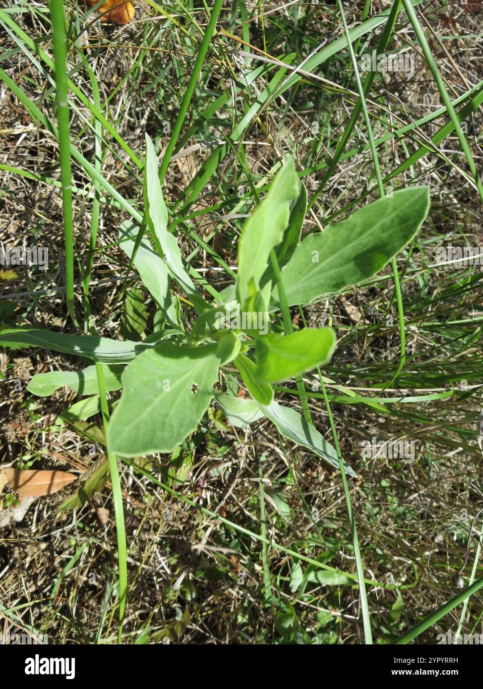 sea ox-eye (Borrichia frutescens Stock Photo - Alamy