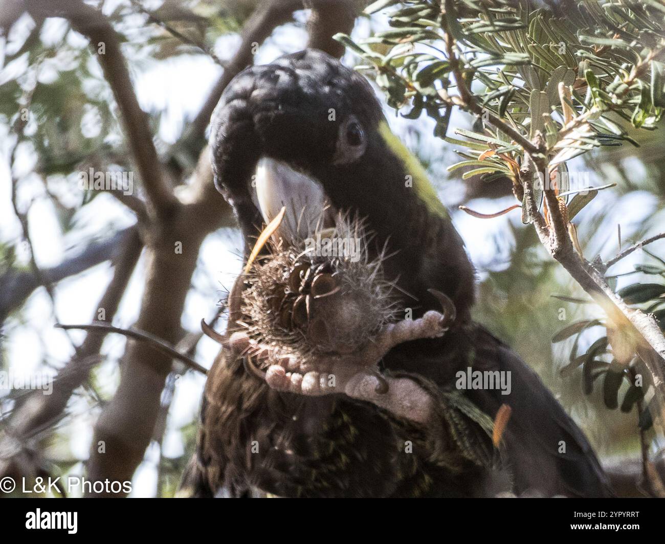 Yellow-tailed Black Cockatoo (Zanda funerea Stock Photo - Alamy