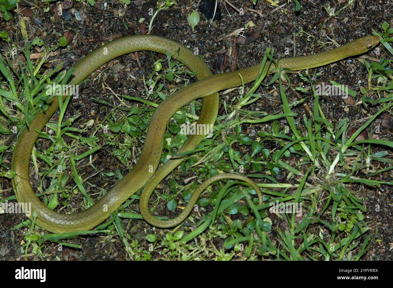Green Water Snake (Philothamnus hoplogaster Stock Photo - Alamy