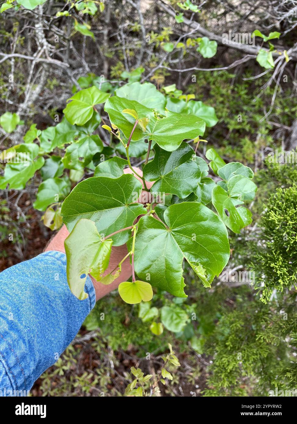 Texas redbud (Cercis canadensis texensis Stock Photo - Alamy