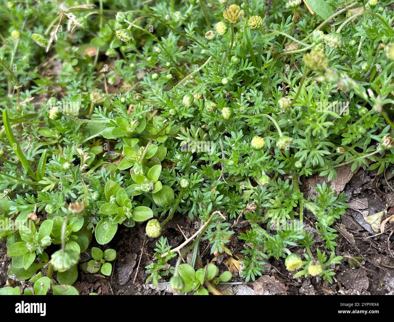 Common Cotula (Cotula australis Stock Photo - Alamy