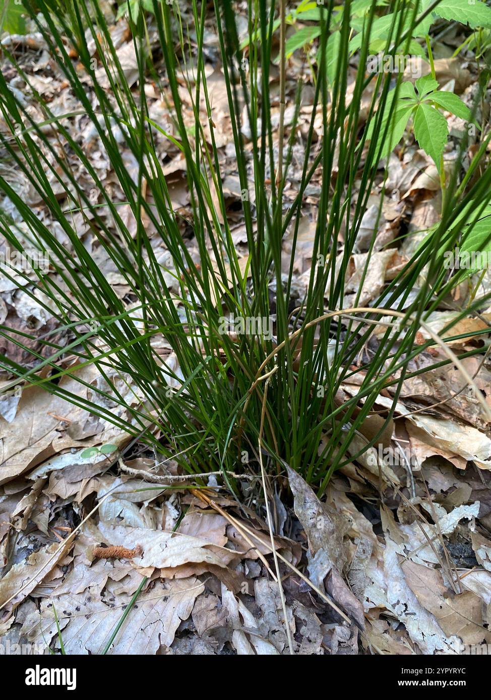 Leathery Rush (Juncus coriaceus Stock Photo - Alamy