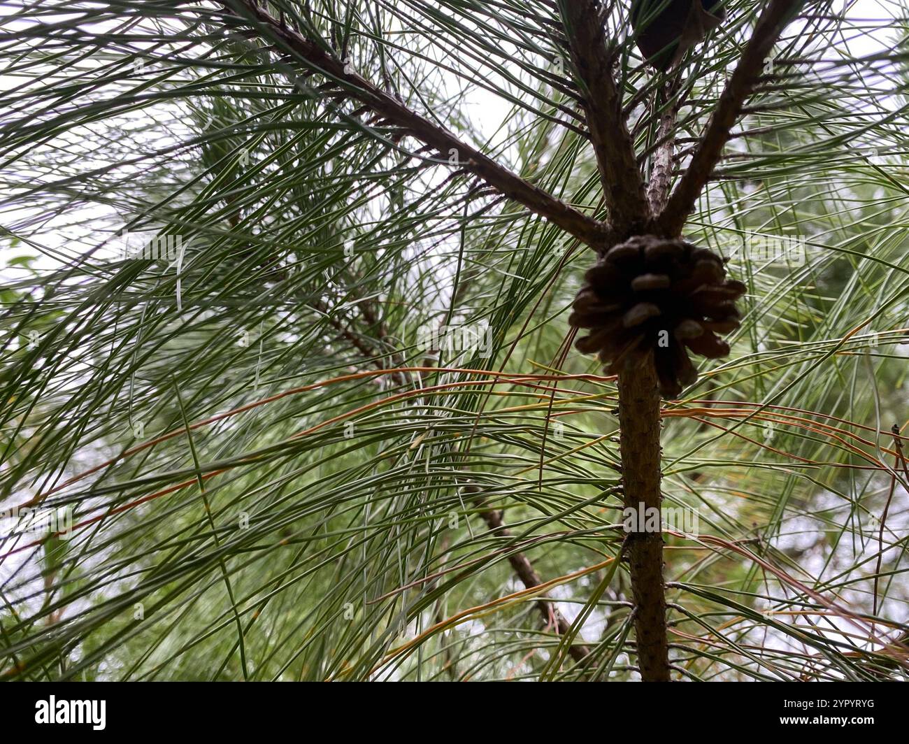 Masson's pine (Pinus massoniana Stock Photo - Alamy