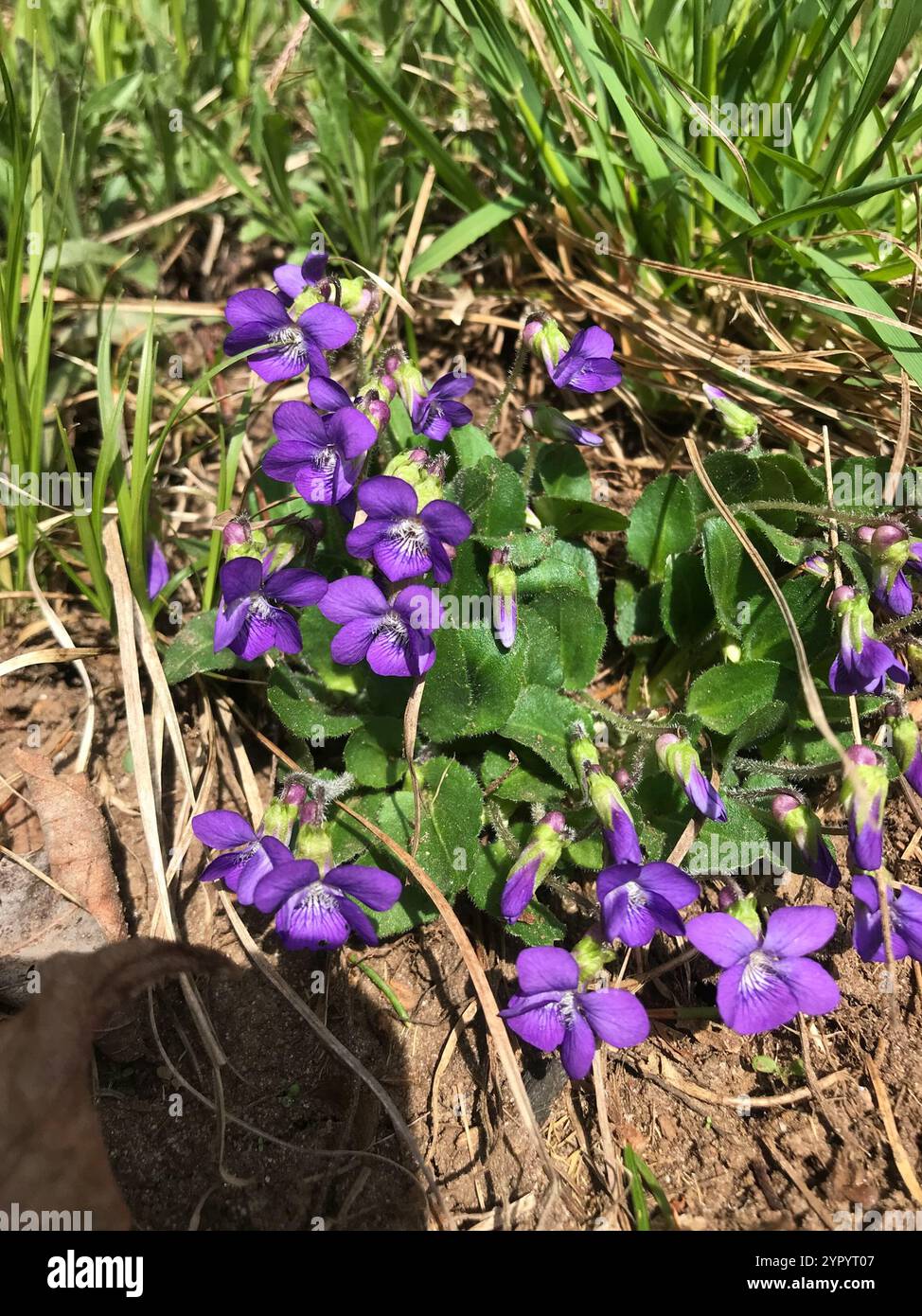 downy blue violet (Viola fimbriatula Stock Photo - Alamy