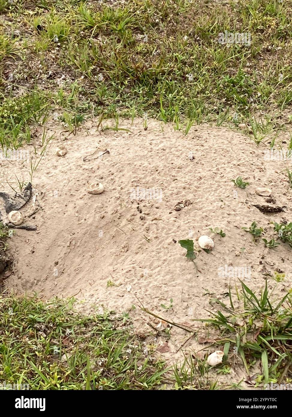 Gopher Tortoise (Gopherus polyphemus Stock Photo - Alamy