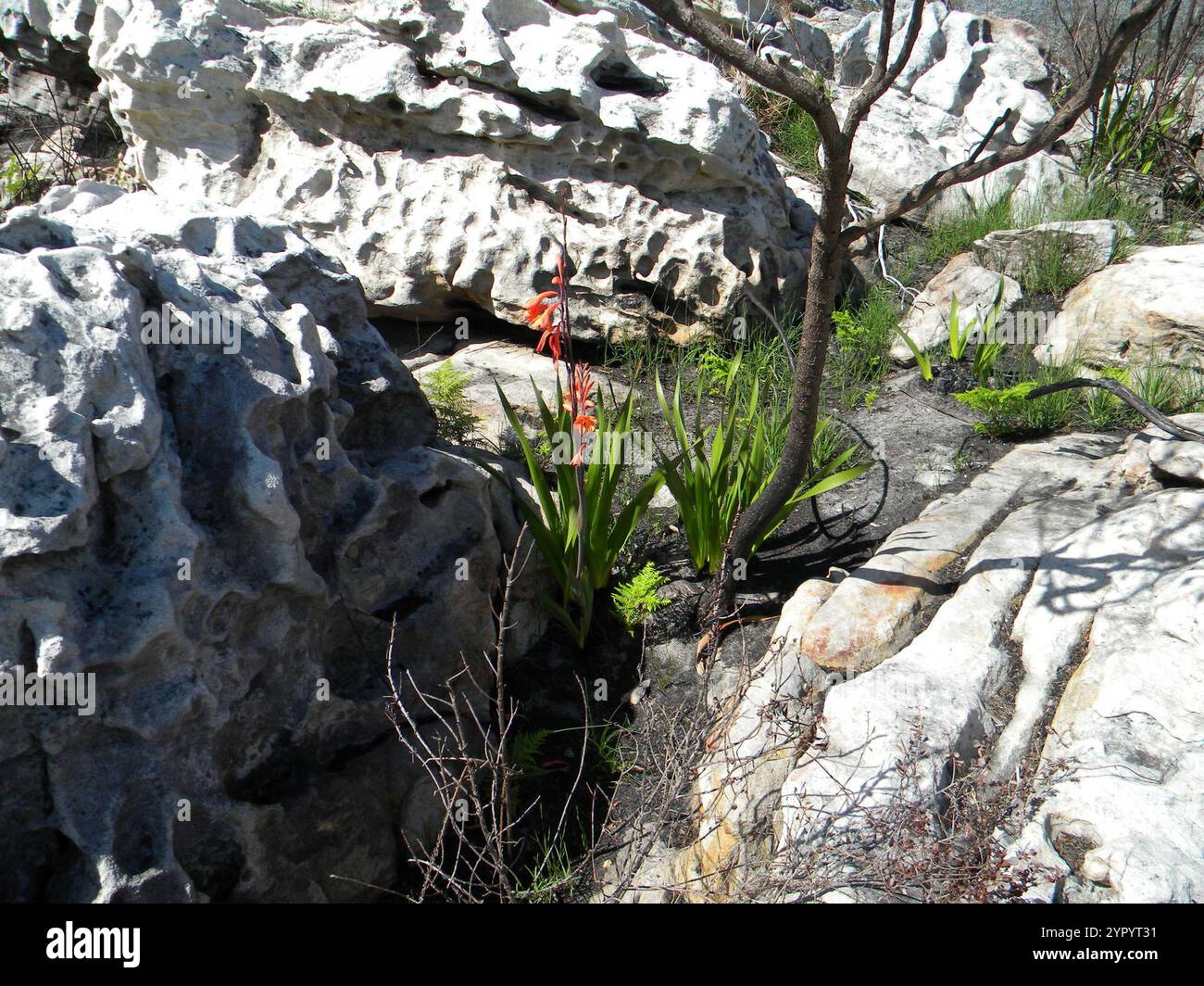 Table Mountain Watsonia (Watsonia tabularis Stock Photo - Alamy