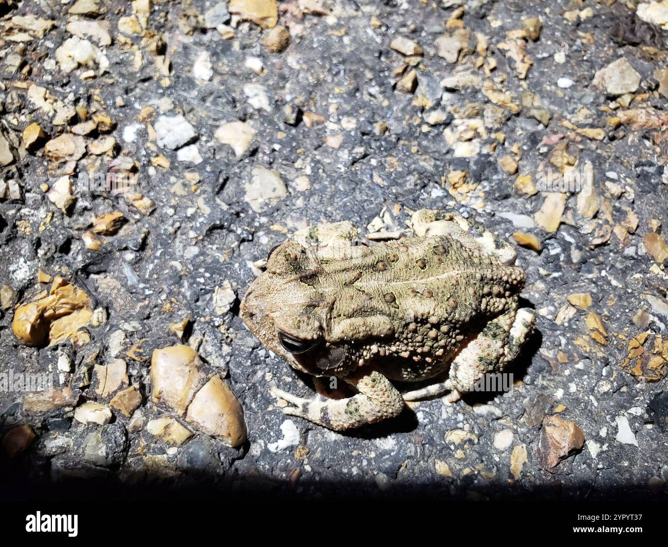 American Toad (Anaxyrus americanus Stock Photo - Alamy