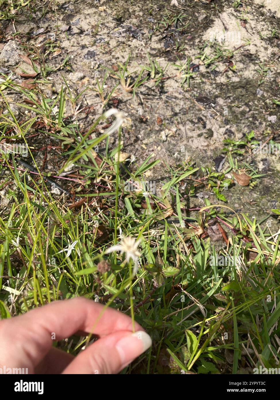 whitetop sedge (Rhynchospora colorata Stock Photo - Alamy