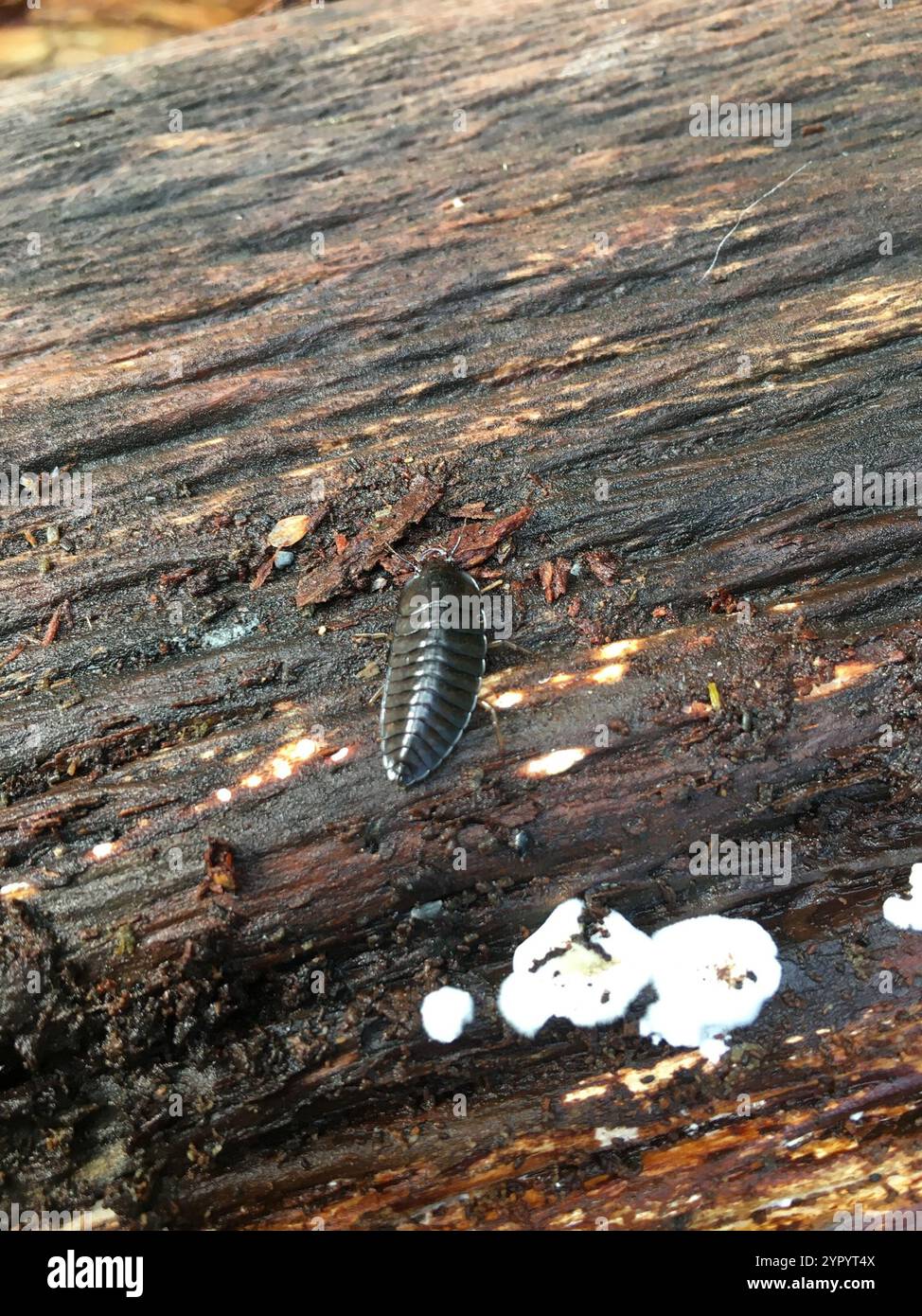 Snail-eating Beetles (Scaphinotus Stock Photo - Alamy