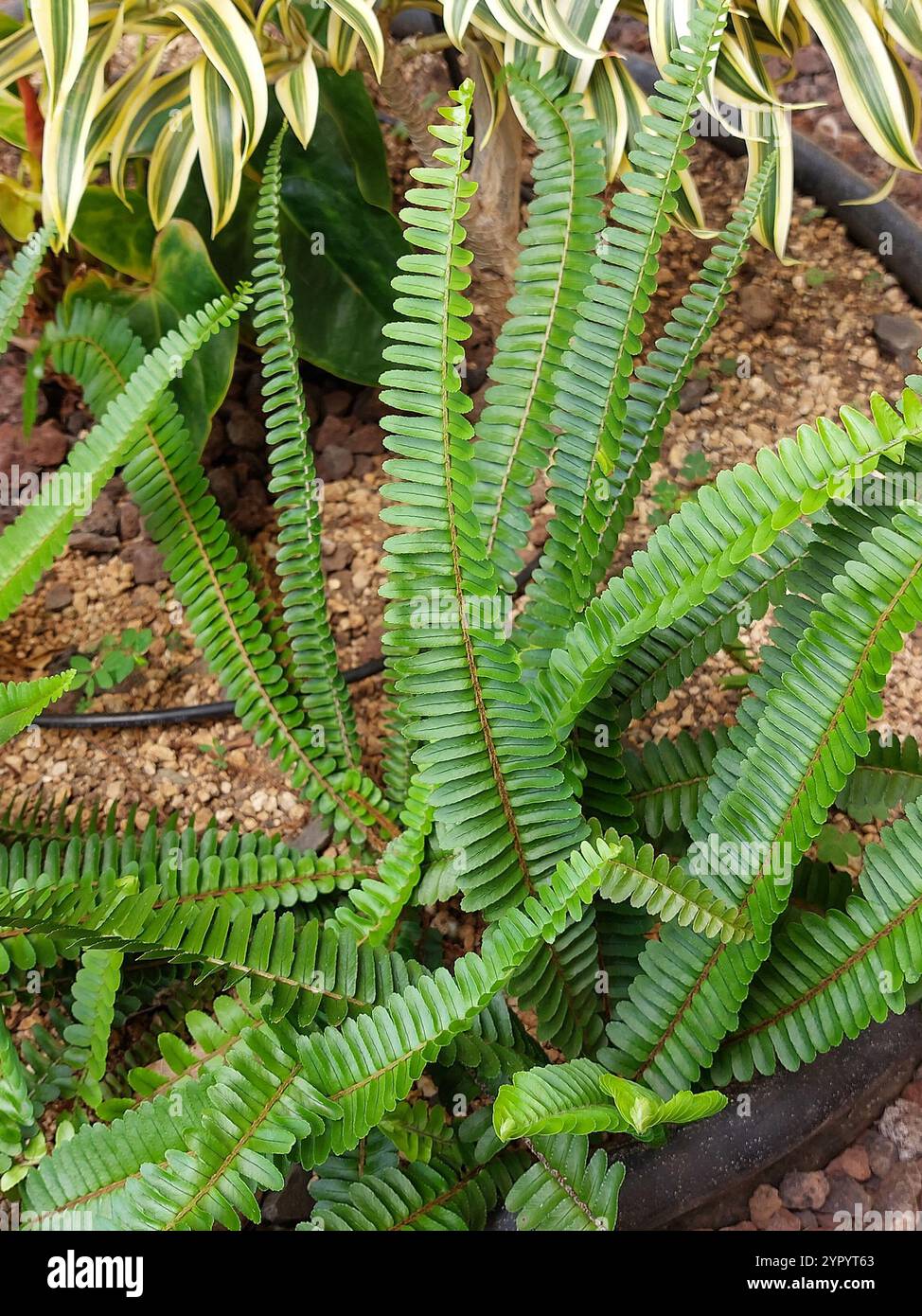 sword ferns (Nephrolepis Stock Photo - Alamy