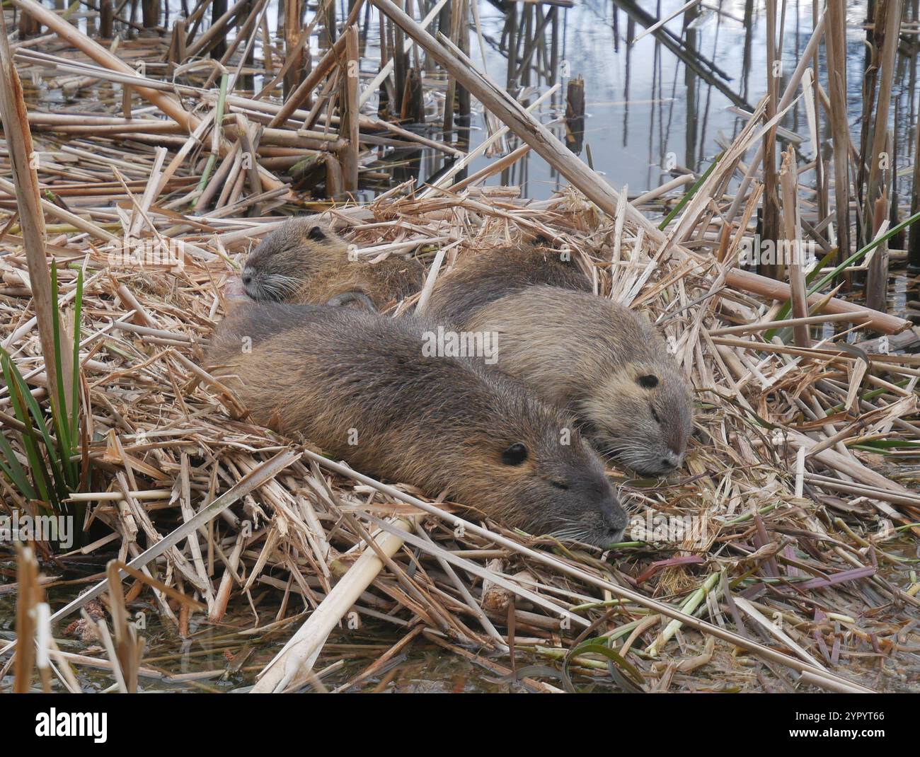 Coypu (Myocastor coypus Stock Photo - Alamy