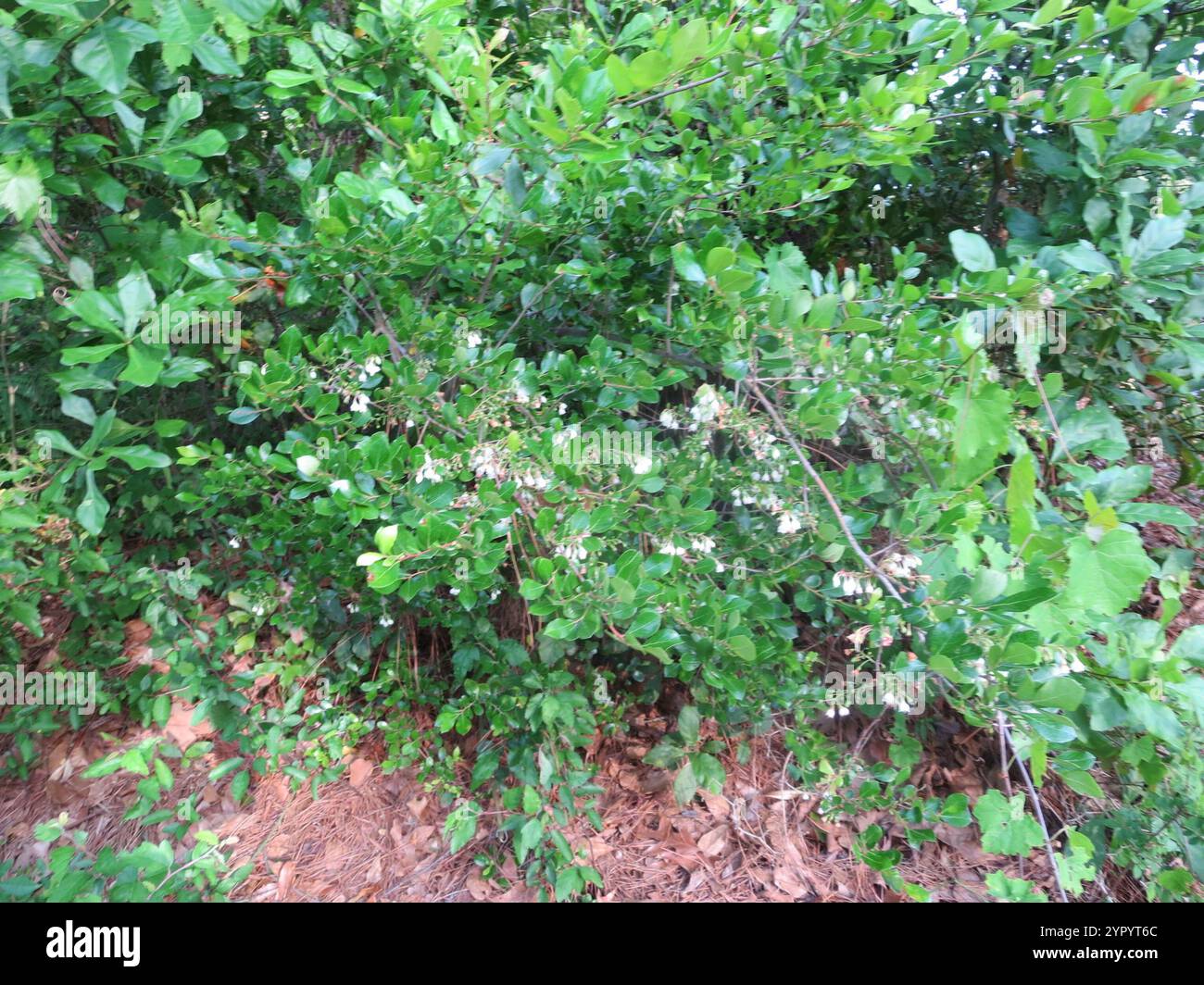 sparkleberry (Vaccinium arboreum Stock Photo - Alamy