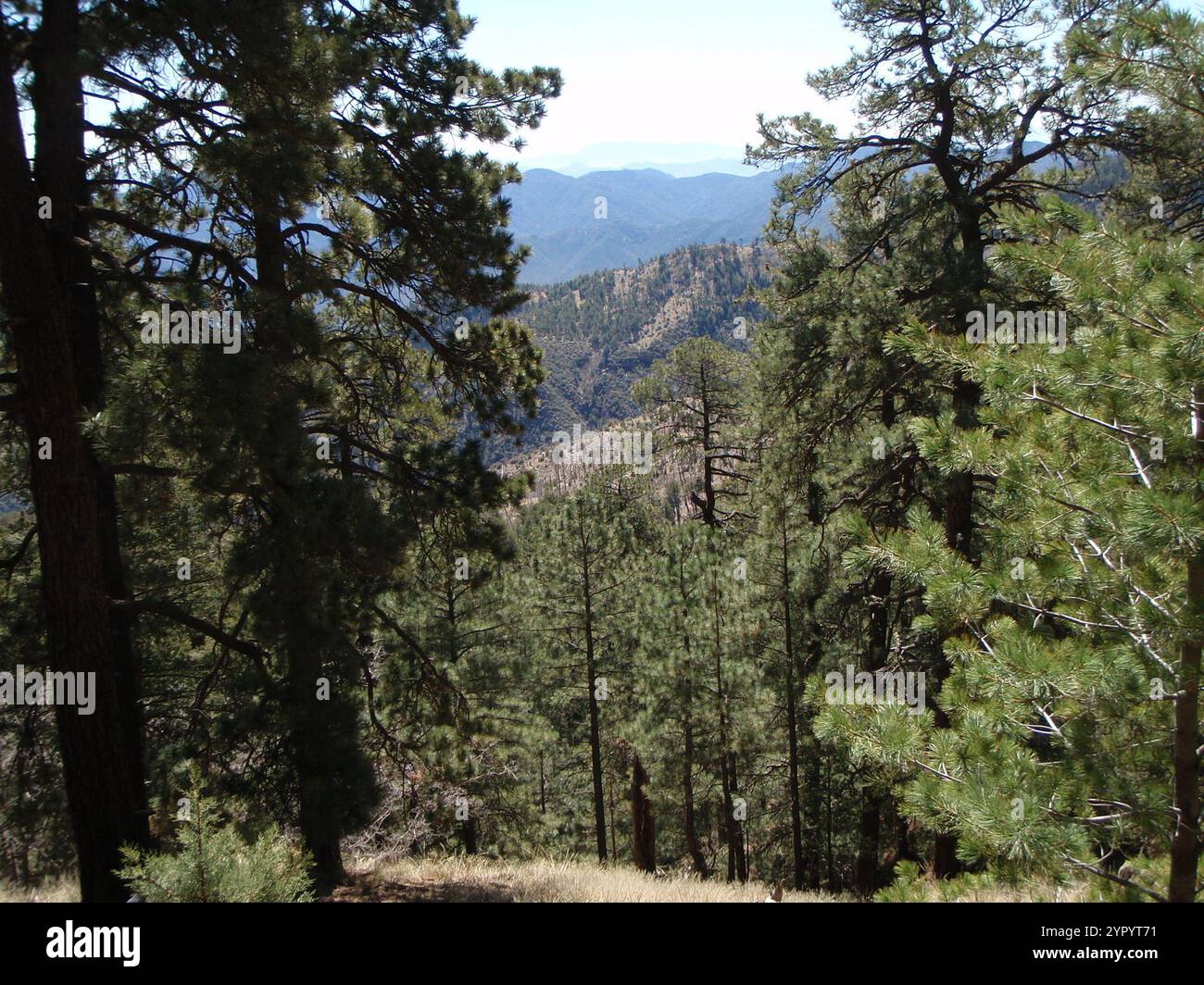 Chihuahuan pine (Pinus leiophylla Stock Photo - Alamy
