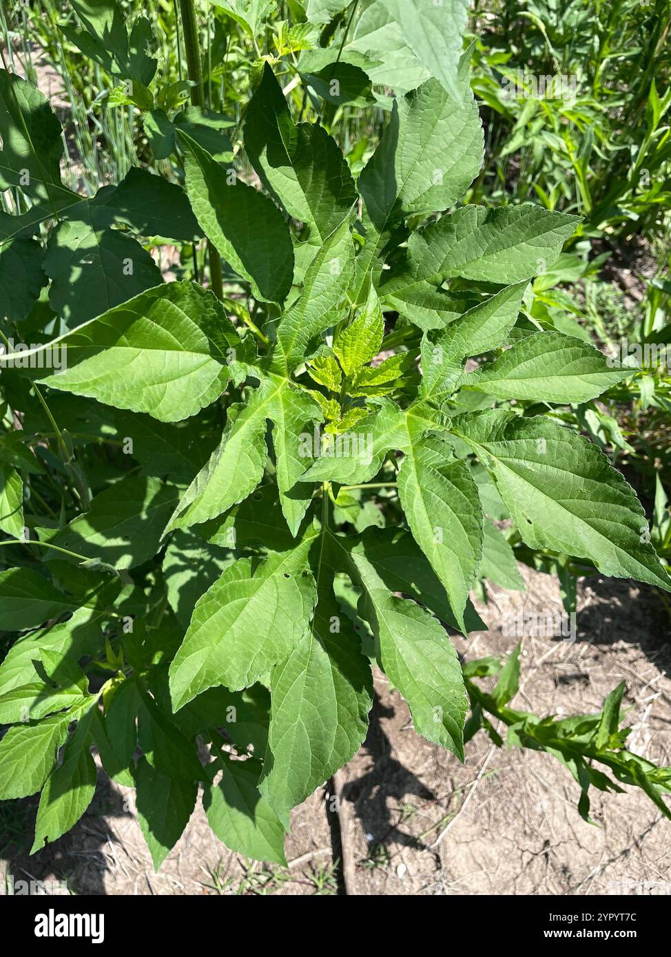 giant ragweed (Ambrosia trifida Stock Photo - Alamy