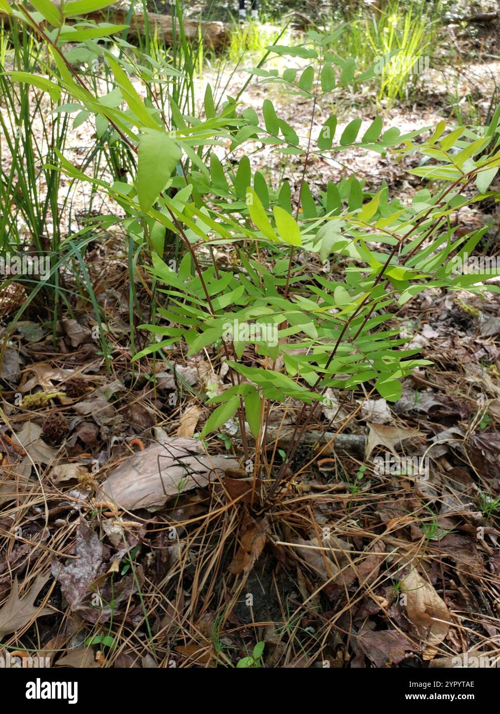 American royal fern hi-res stock photography and images - Alamy