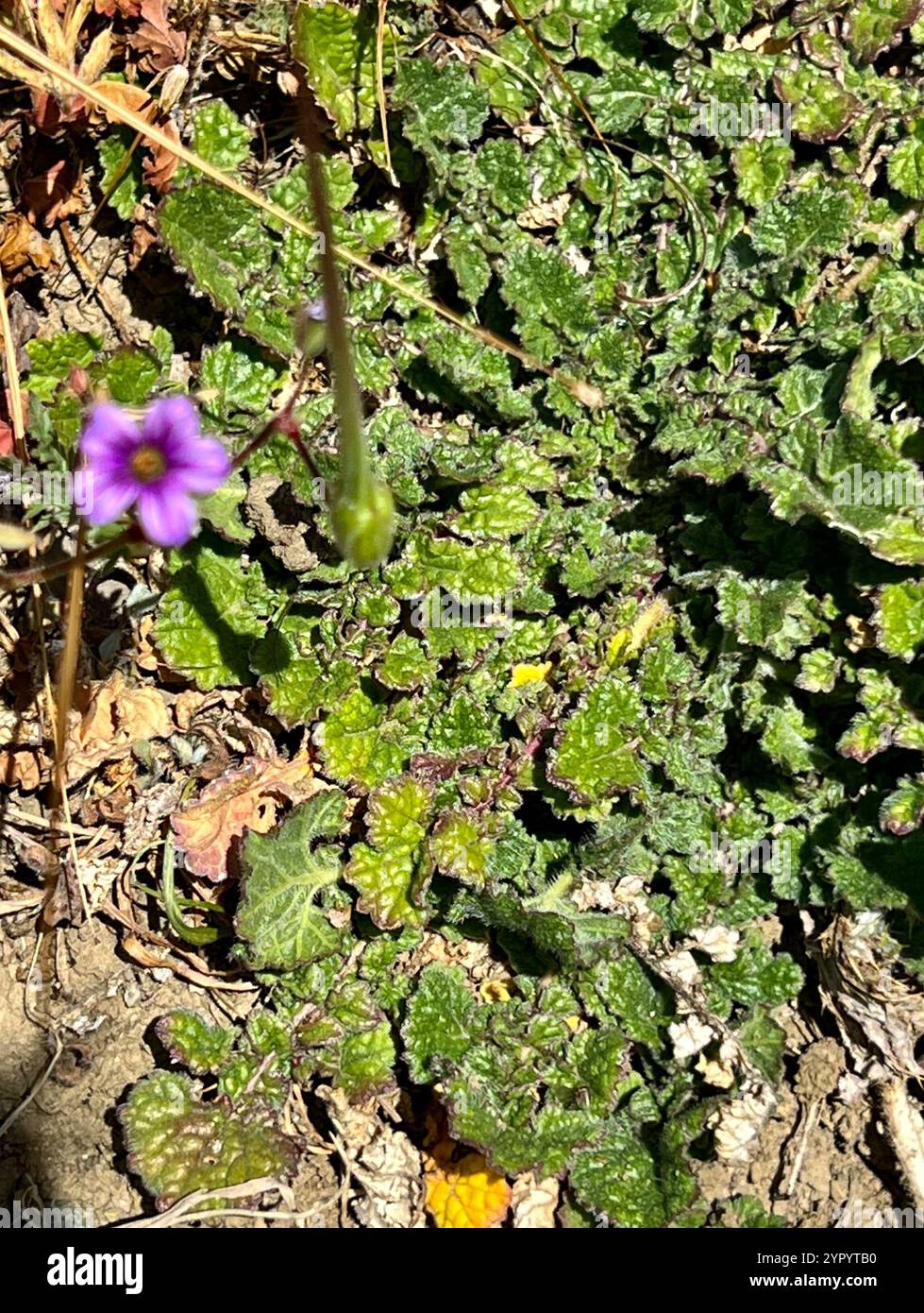 Mediterranean Stork's-bill (Erodium botrys Stock Photo - Alamy
