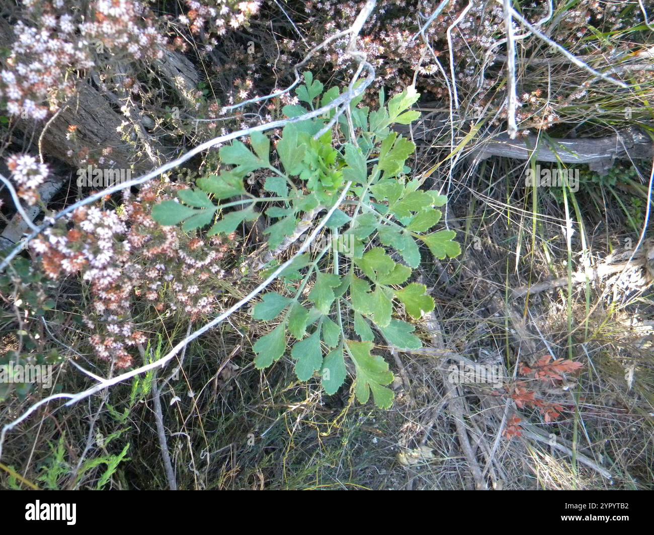 Galbanum hi-res stock photography and images - Alamy