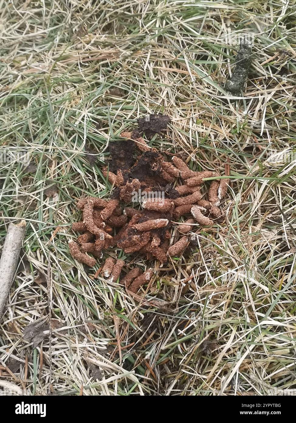 Ruffed Grouse (Bonasa umbellus Stock Photo - Alamy
