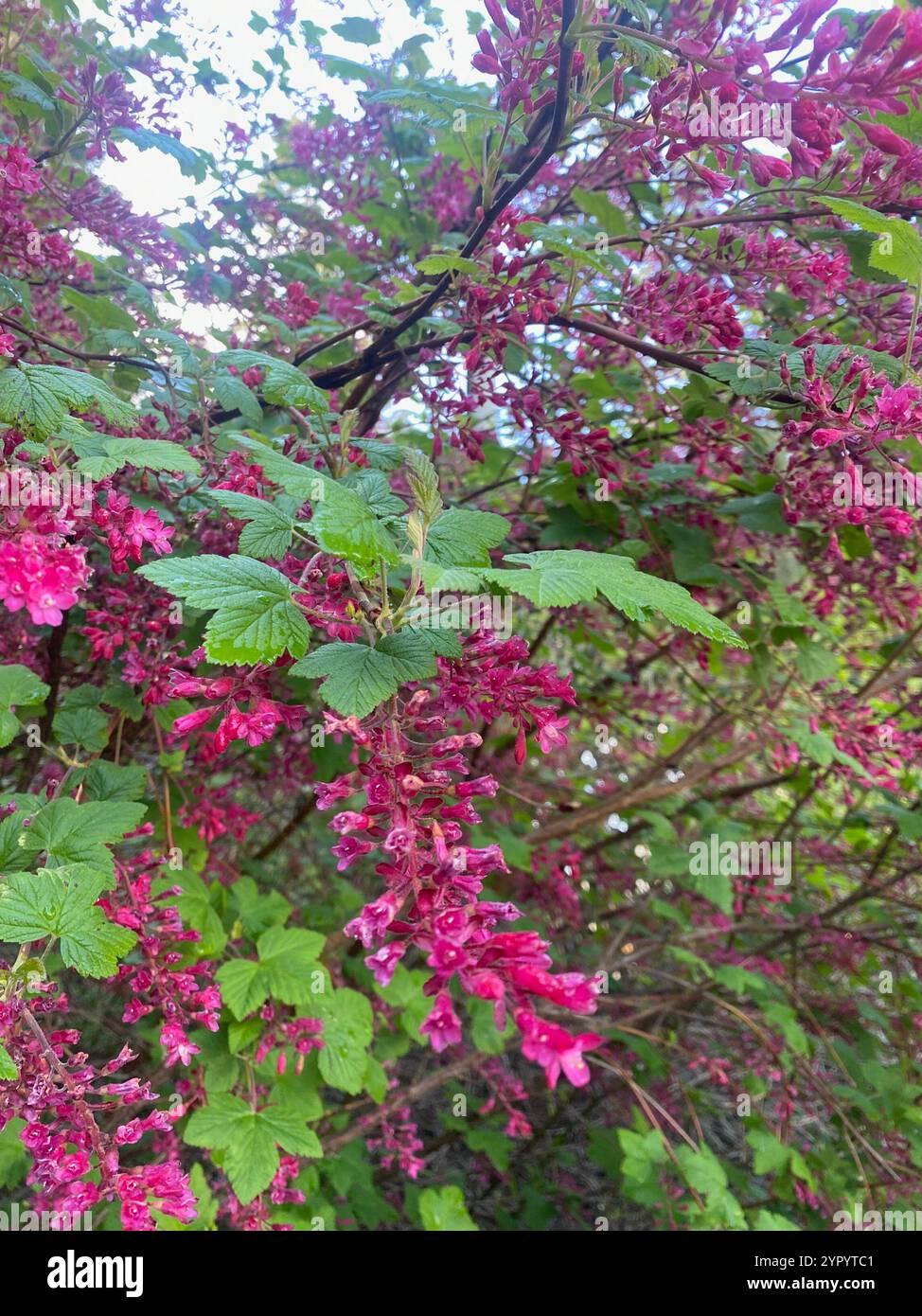 Red-flowering Currant (Ribes sanguineum Stock Photo - Alamy