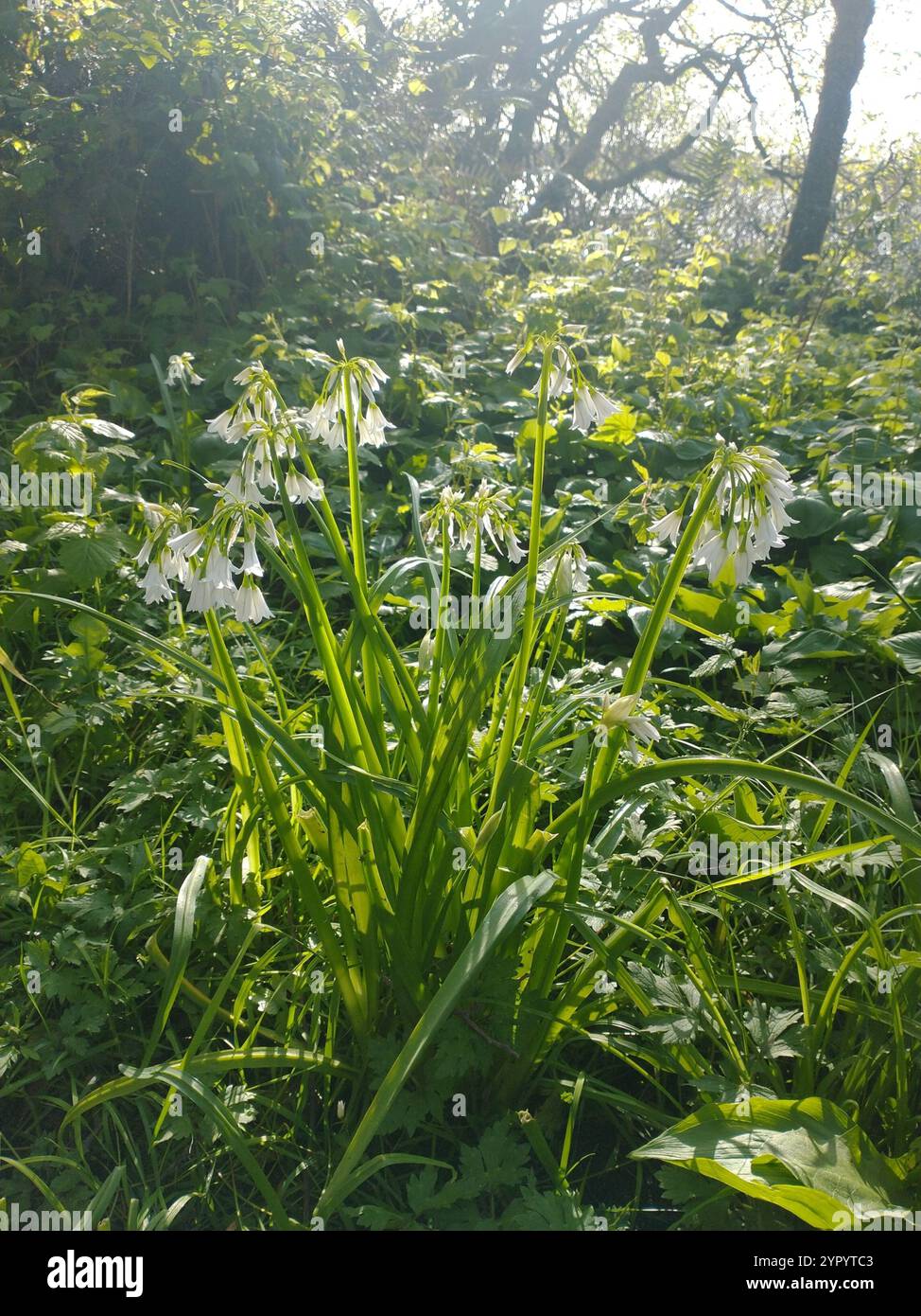 Three-cornered garlic (Allium triquetrum Stock Photo - Alamy