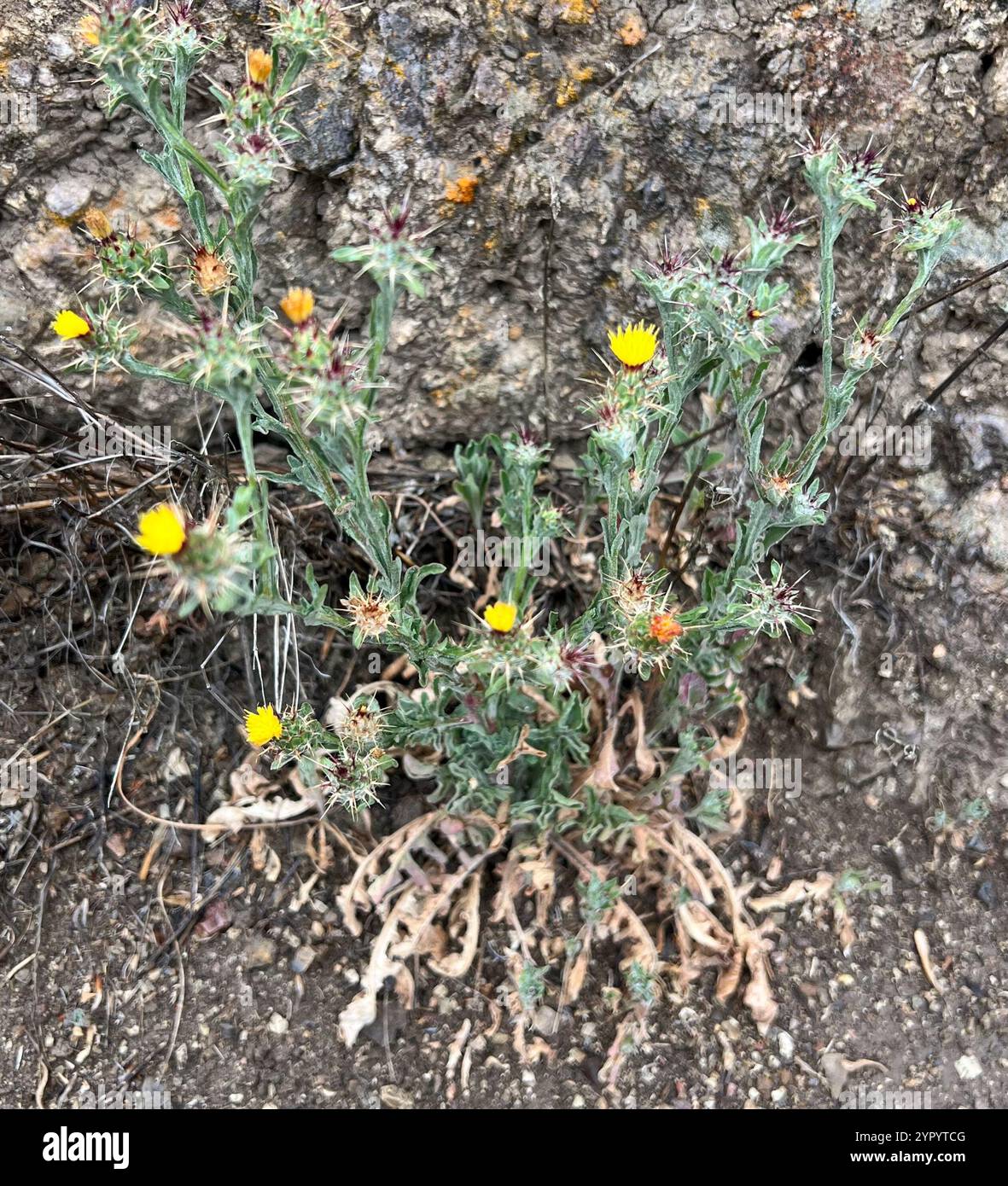 Maltese star-thistle (Centaurea melitensis Stock Photo - Alamy