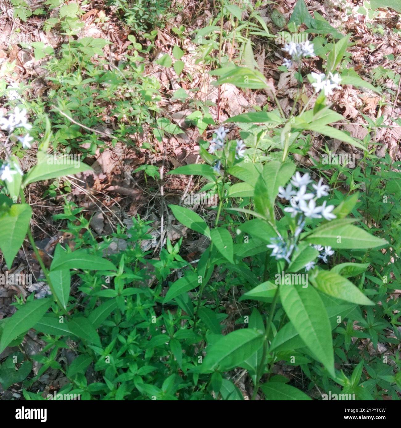 eastern bluestar (Amsonia tabernaemontana Stock Photo - Alamy