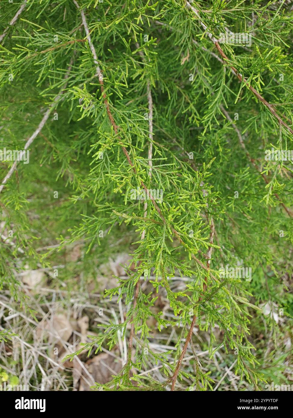 eastern redcedar (Juniperus virginiana Stock Photo - Alamy