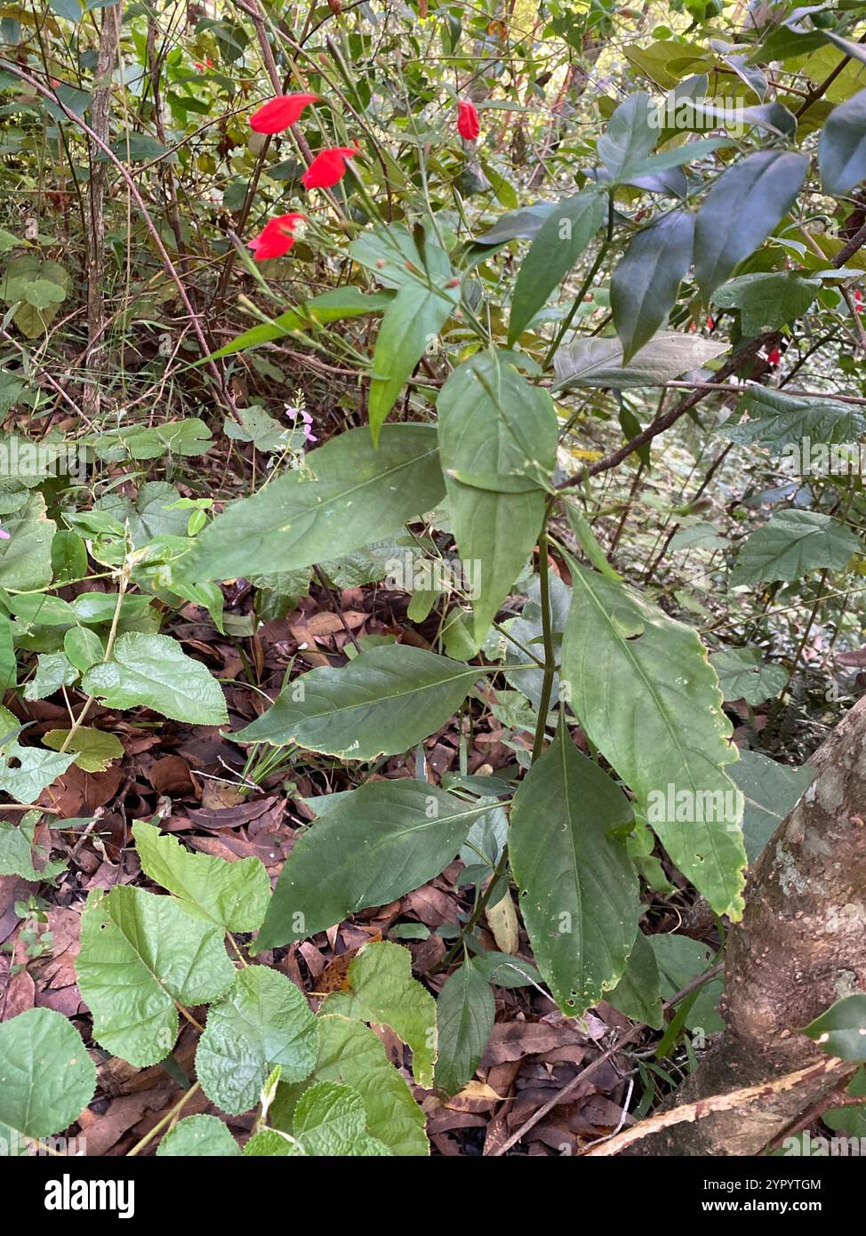 Tropical Wild Petunia (Ruellia brevifolia Stock Photo - Alamy