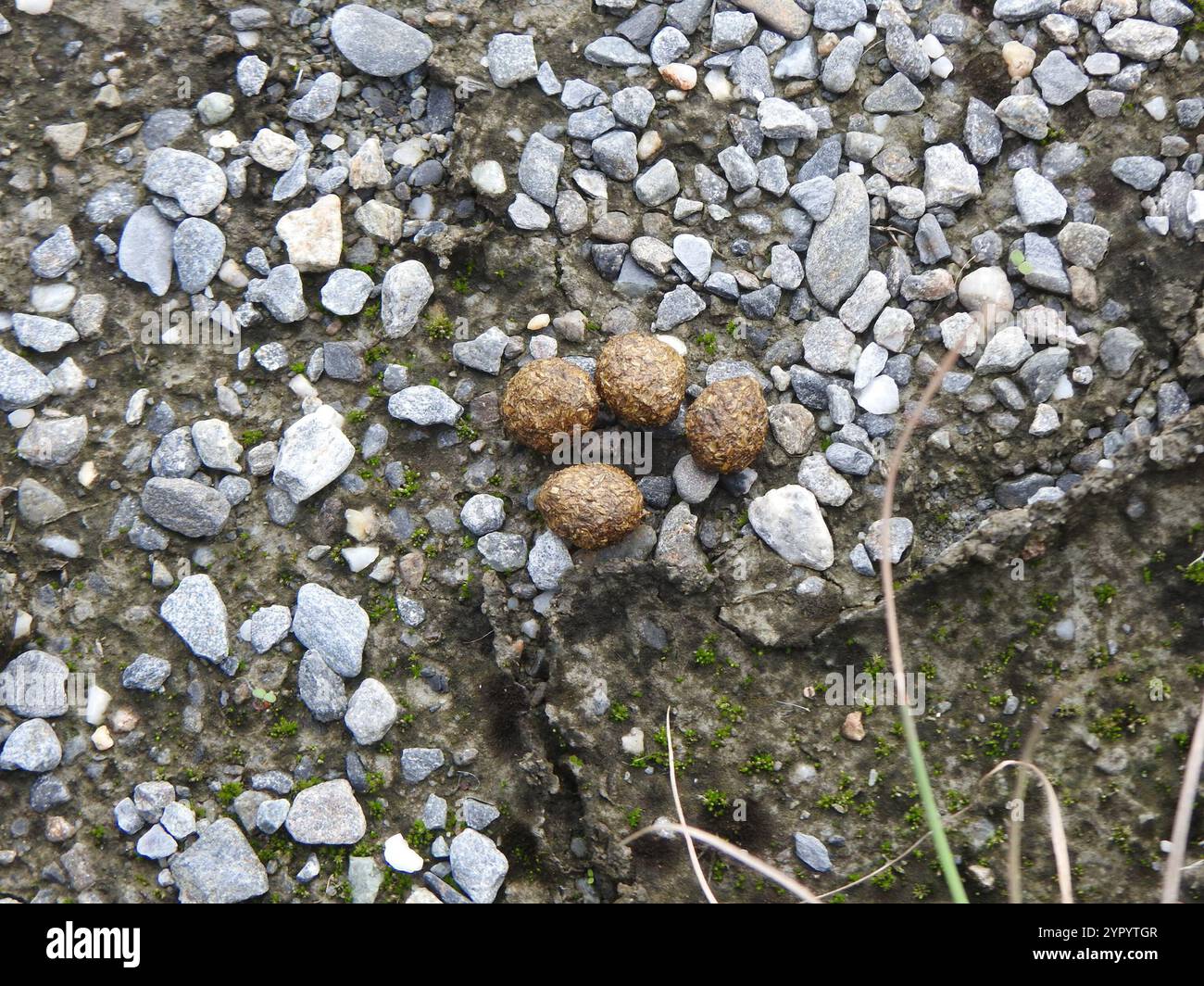 Taiwan Hare (Lepus sinensis formosus Stock Photo - Alamy