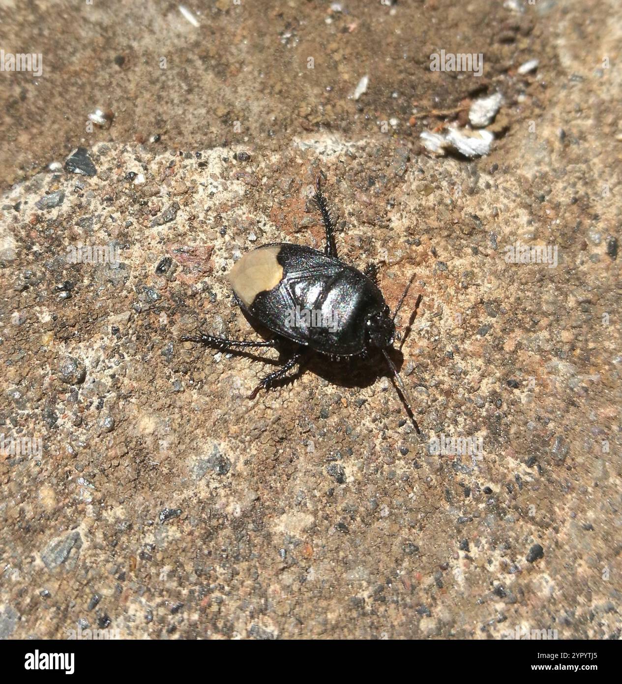 Black burrowing bug (Cydnus aterrimus Stock Photo - Alamy