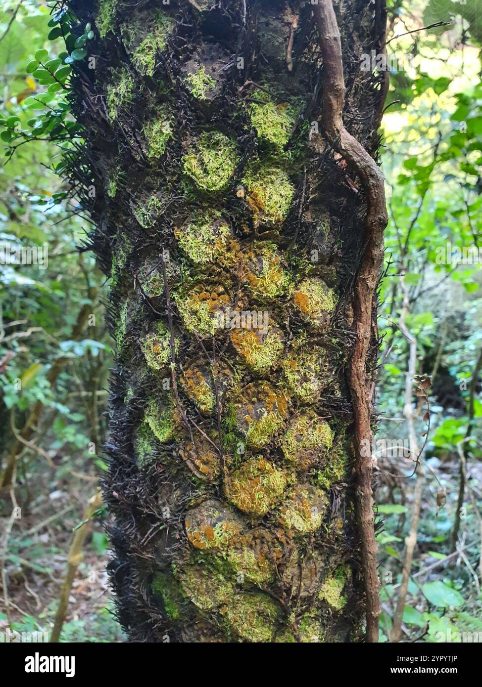 Smith's tree fern (Cyathea smithii Stock Photo - Alamy