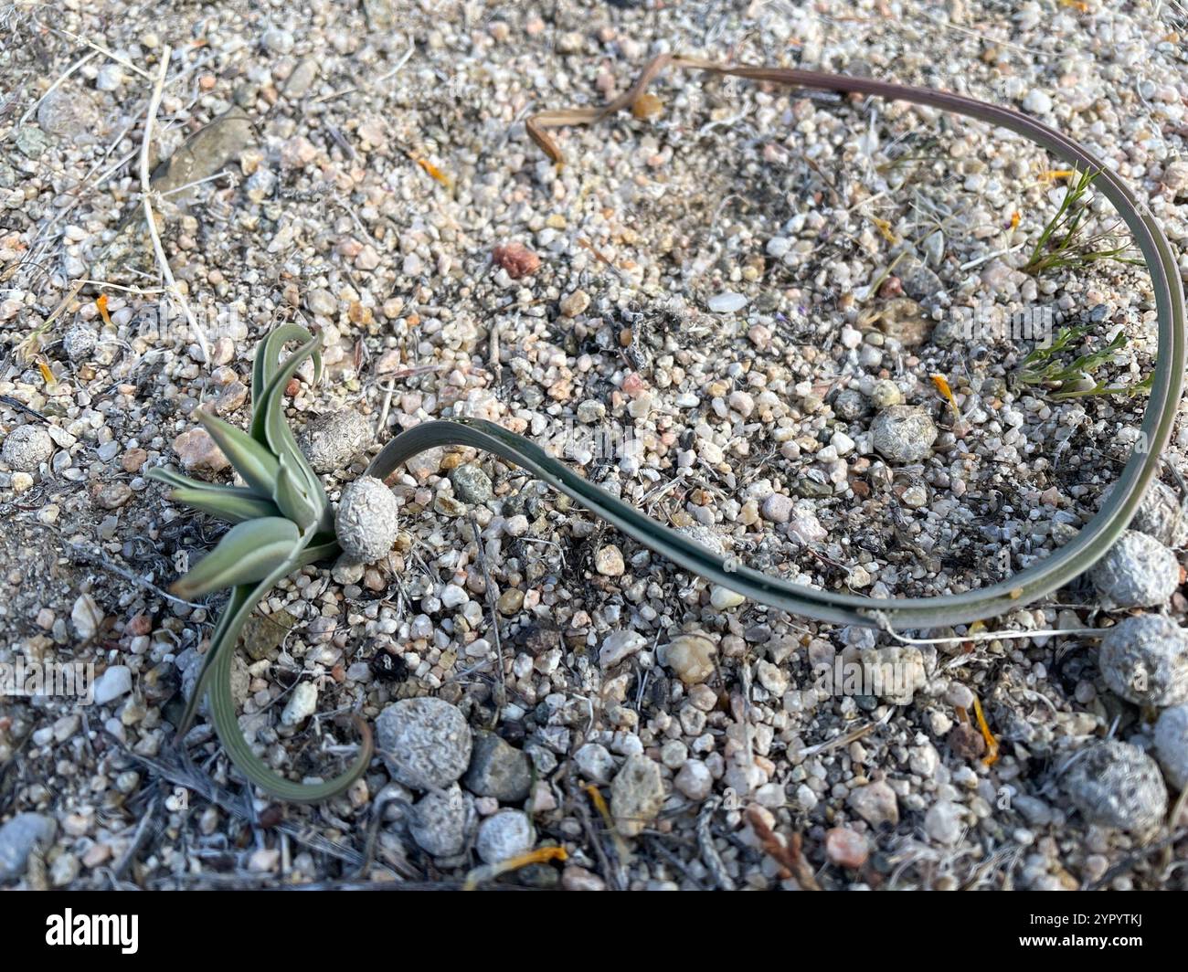 desert mariposa lily (Calochortus kennedyi Stock Photo - Alamy