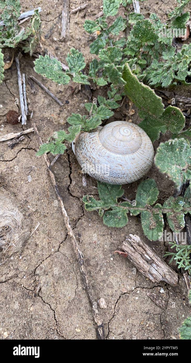 Milk Snail (Otala lactea Stock Photo - Alamy
